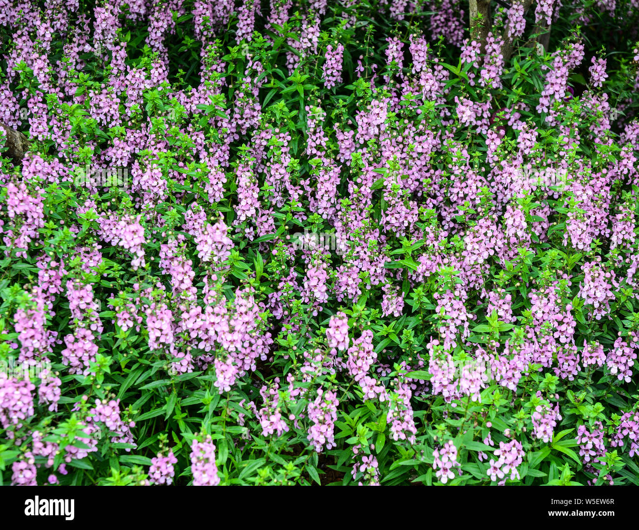 Angelonia flowers hi-res stock photography and images - Alamy