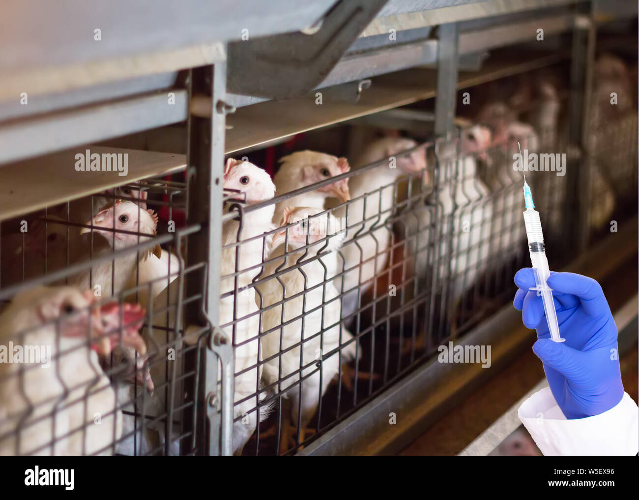 Klebsiella pneumoniae bacteria hi-res stock photography and images - Alamy