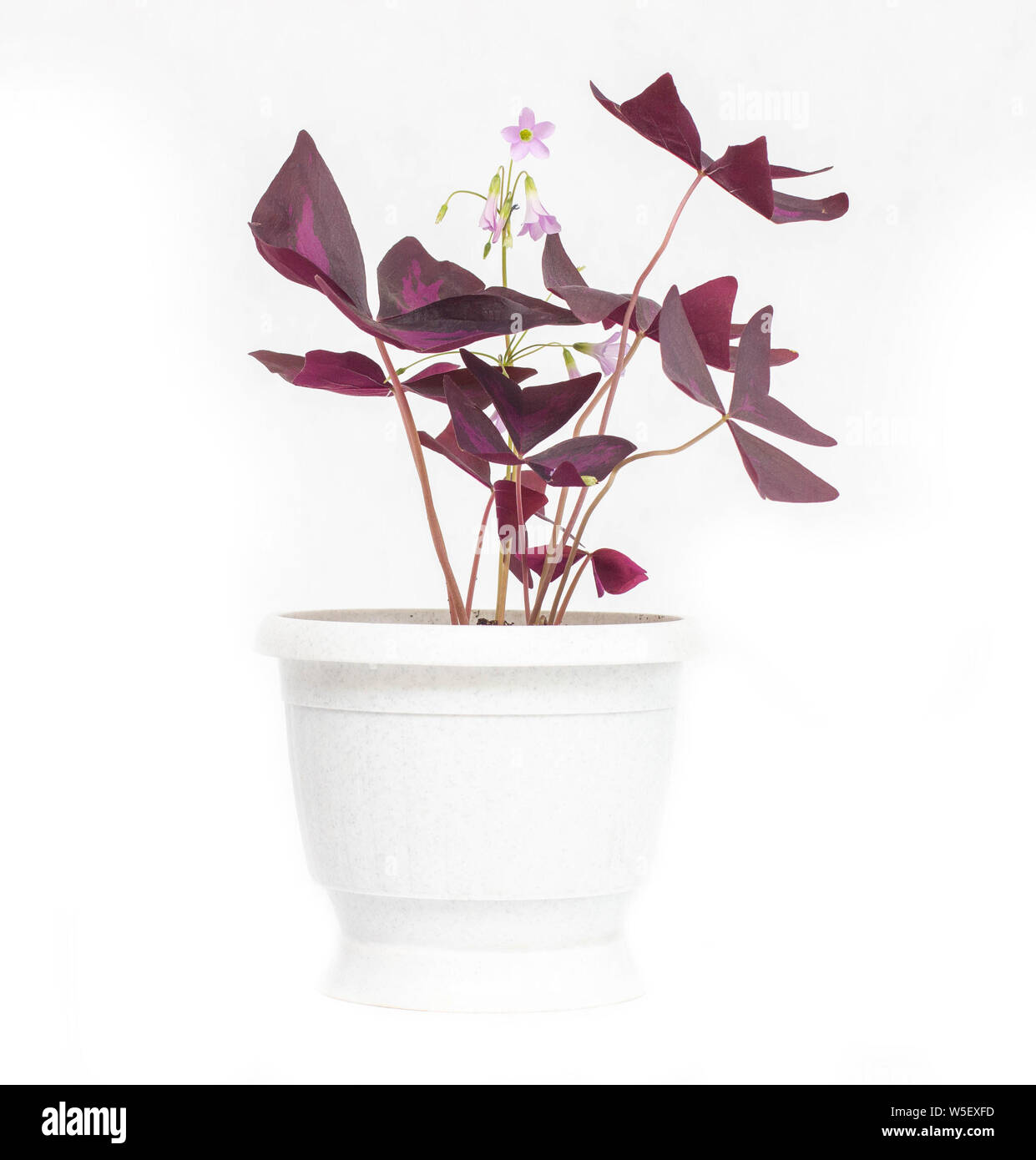 A beautiful flower in a white pot Oxalis, an orange with purple leaves ...