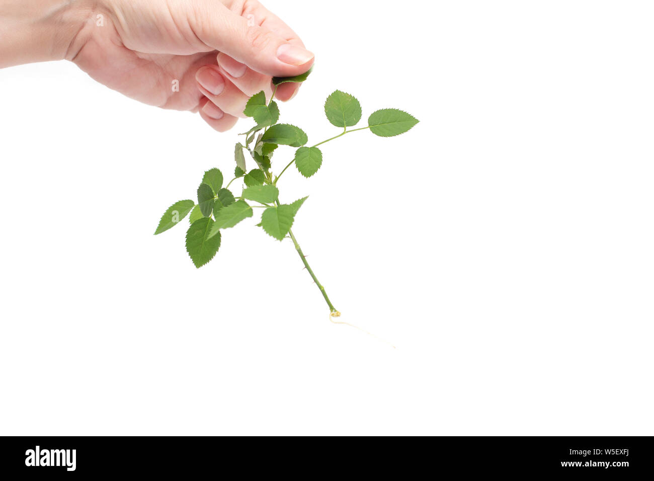 Female hand holds a sprig of roses with a developed root system ...