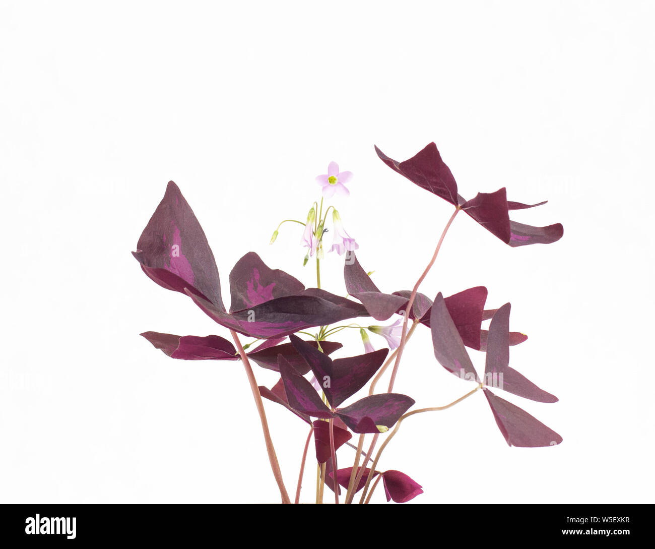 Beautiful oxalis flower, green orange with purple leaves, white ...