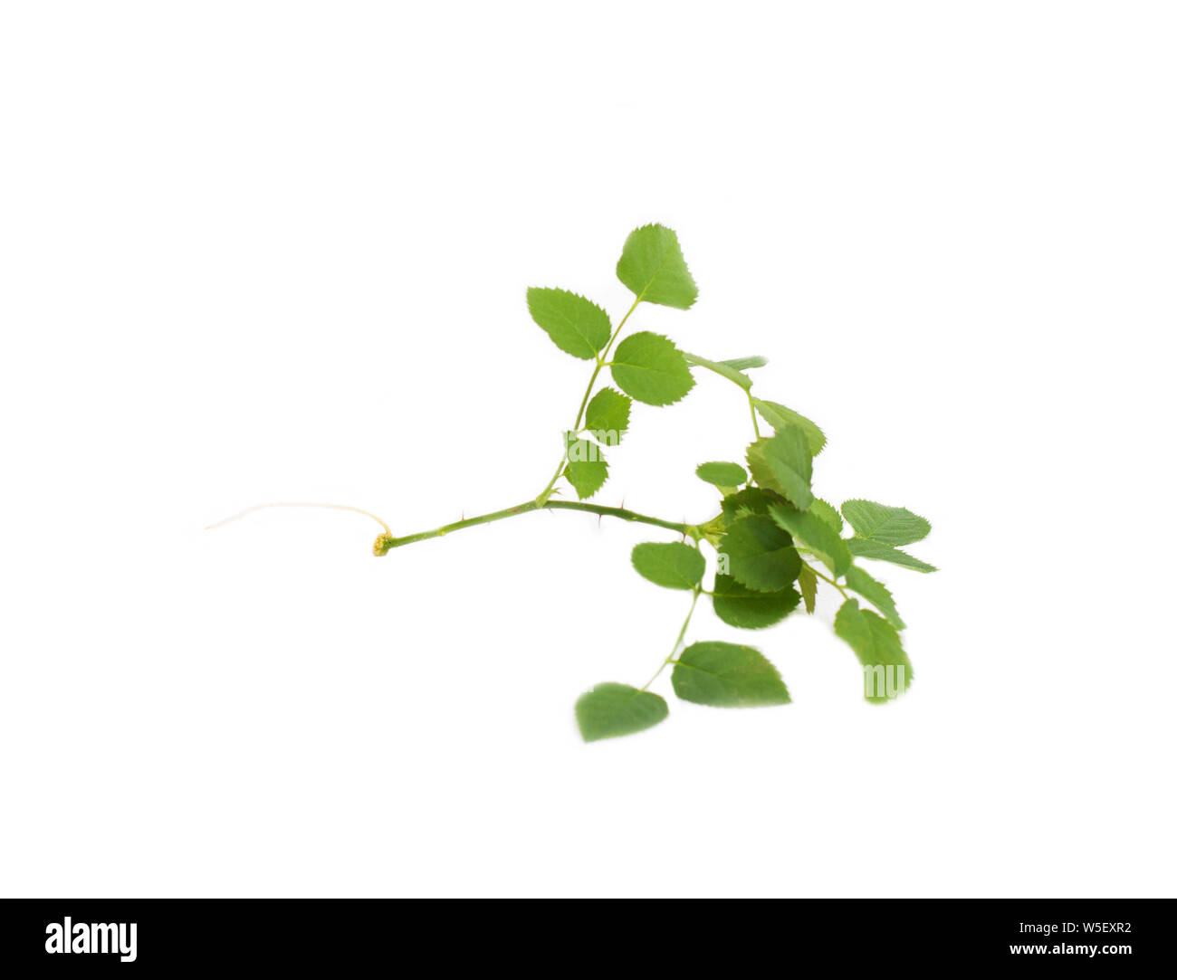 Sprig-colored roses with root system for planting in the ground, white ...
