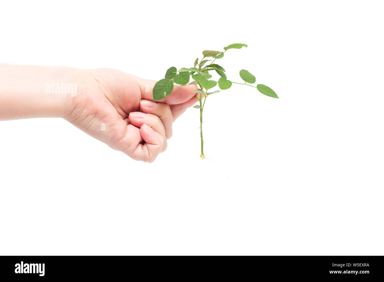 Female hand holds a sprig of roses with a developed root system ...