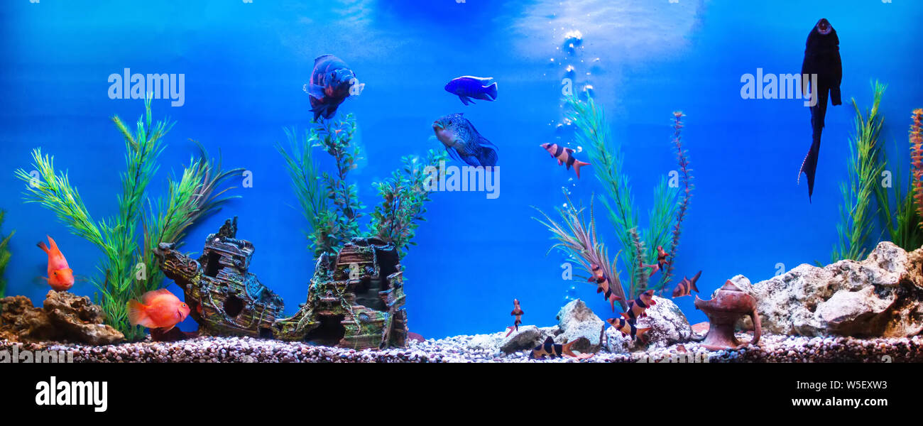 Fish Tank Backgrounds Printable