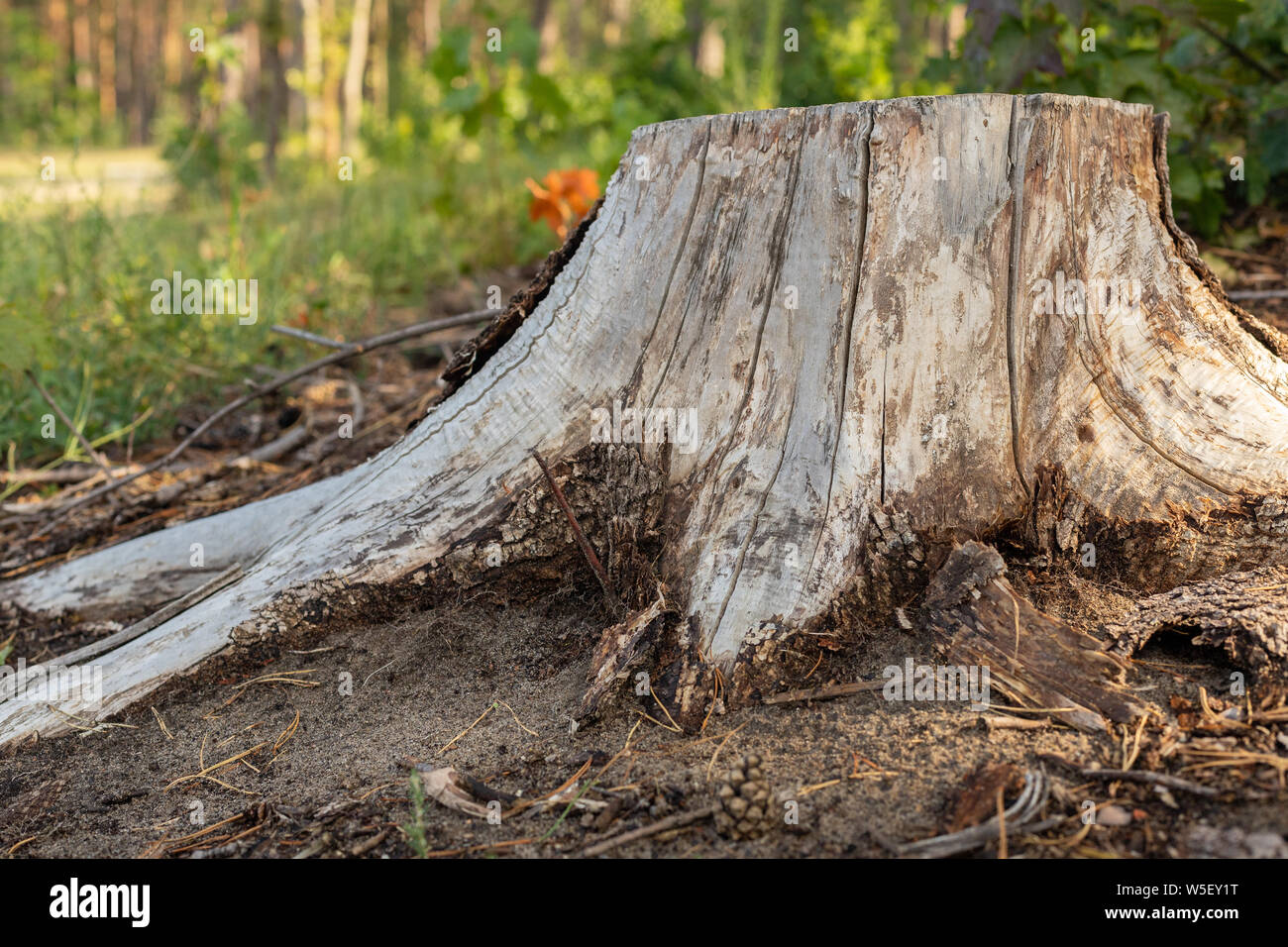 Tree stump after cutting. Summer in the forest. Europe, Poland, Mazovia ...