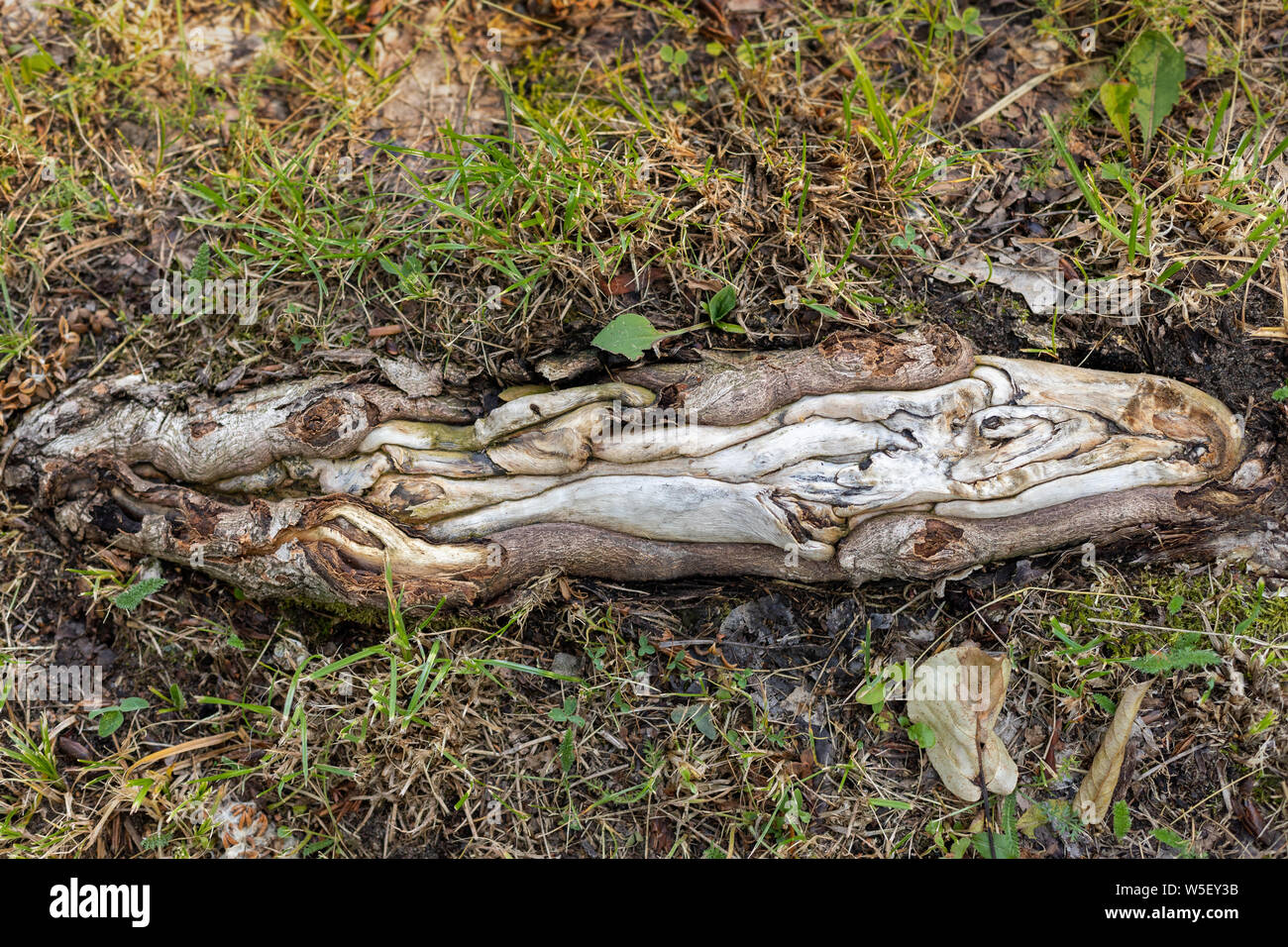 A protruding tree root. Beautiful shapes and patterns of nature Stock ...