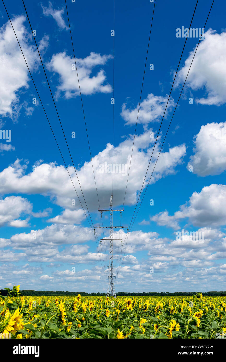 Sunflower field crossed with high voltage power line Stock Photo - Alamy