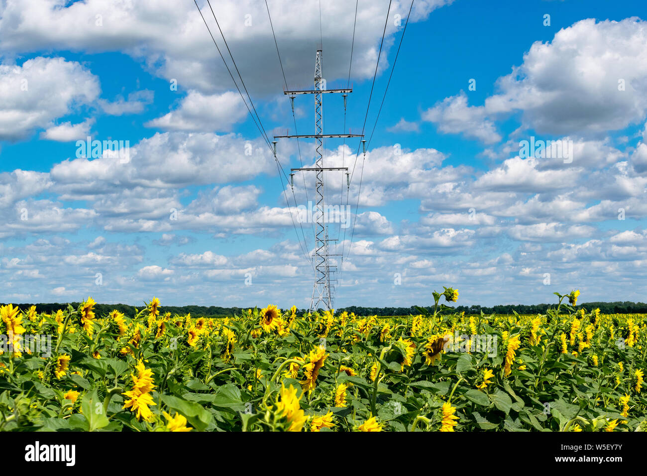 Sunflower field crossed with high voltage power line Stock Photo - Alamy