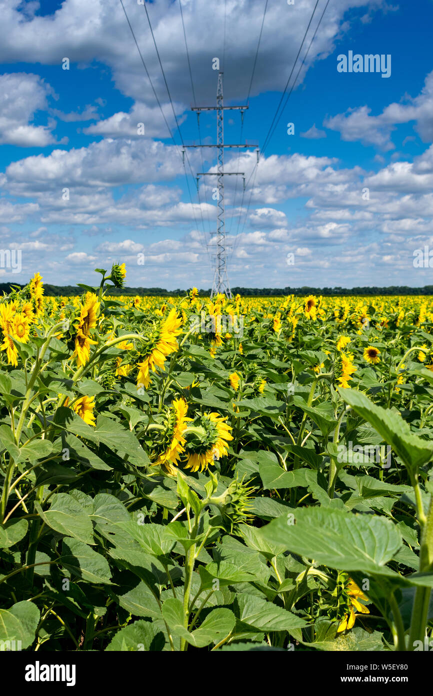 Sunflower field crossed with high voltage power line Stock Photo - Alamy