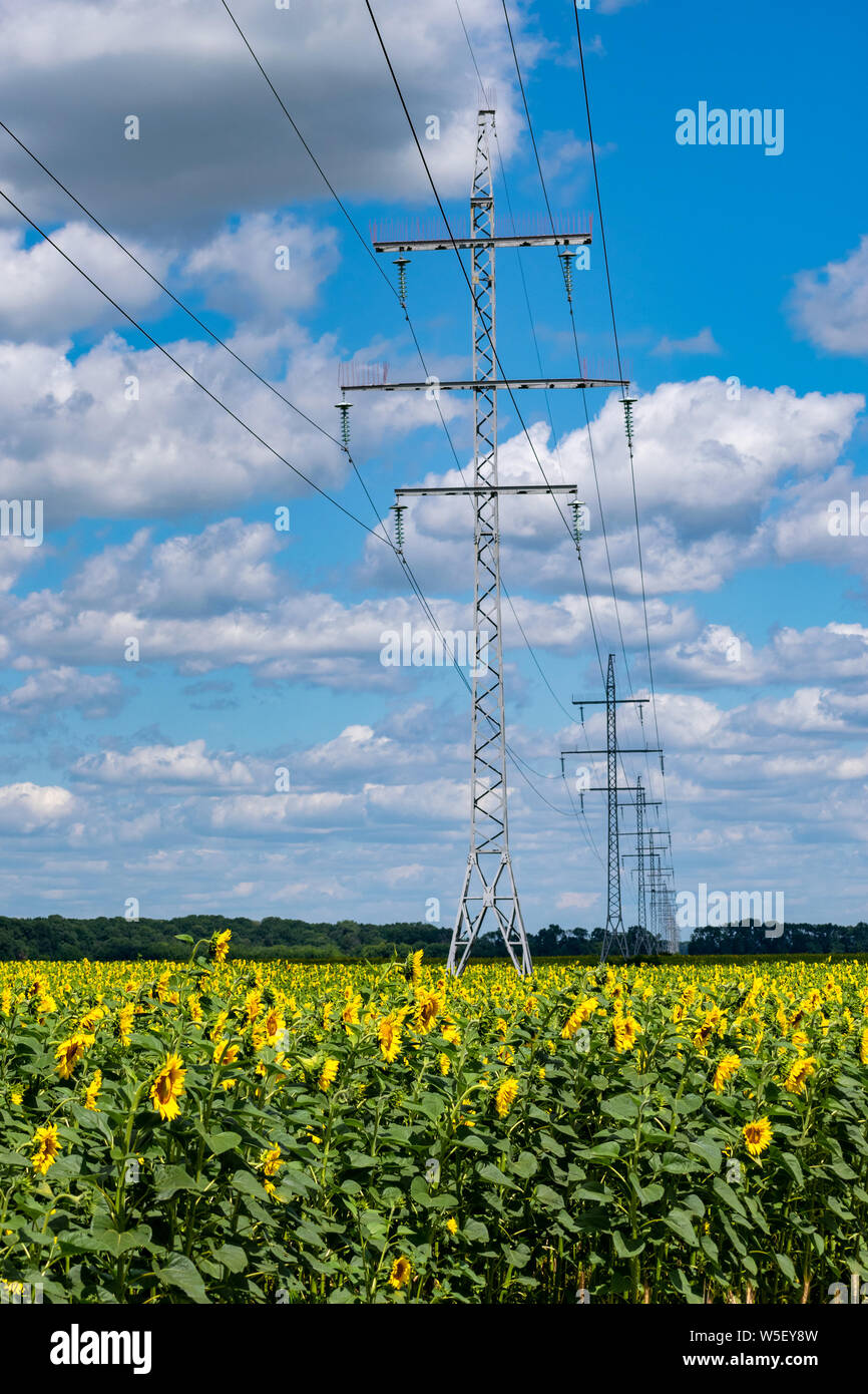 Sunflower field crossed with high voltage power line Stock Photo - Alamy
