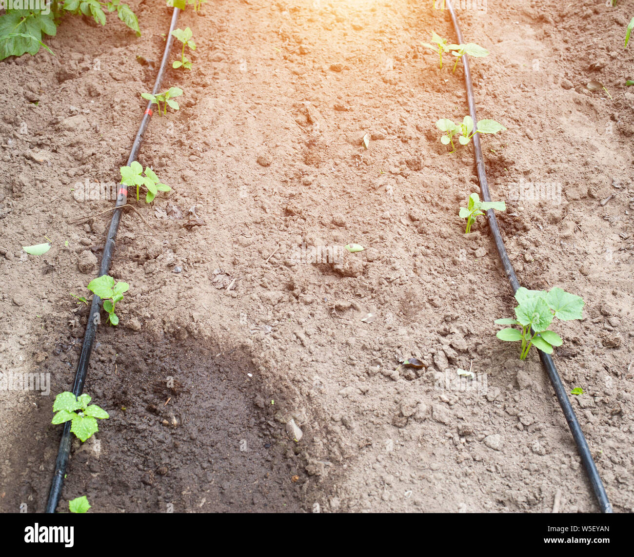 Modern system in agronomy drip irrigation to save water and freshness ...