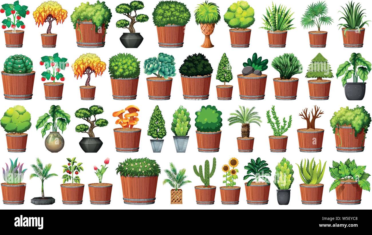 Collection of potted plants on white illustration Stock Vector Image ...