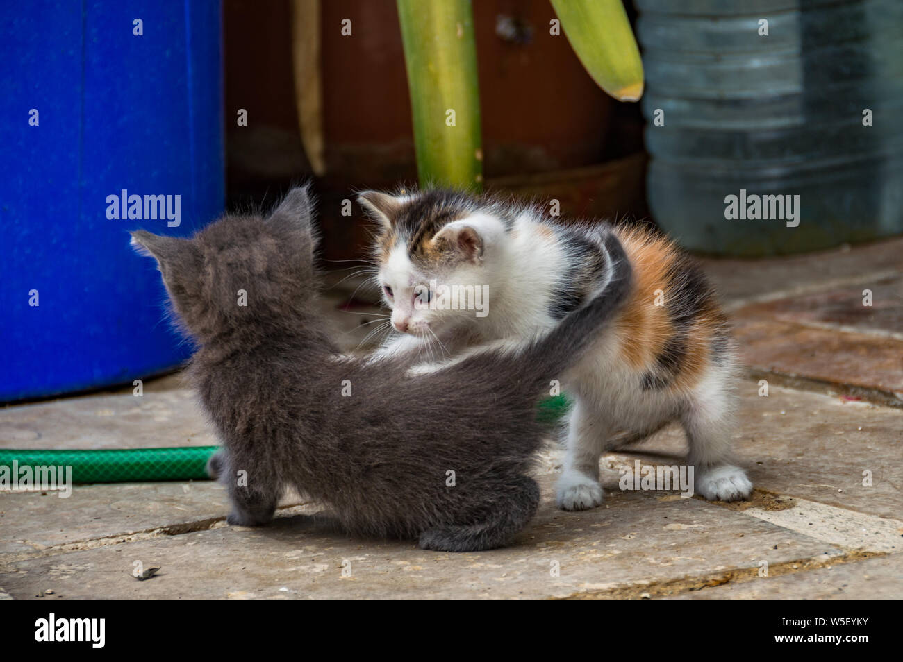 Swamp cats hi-res stock photography and images - Alamy