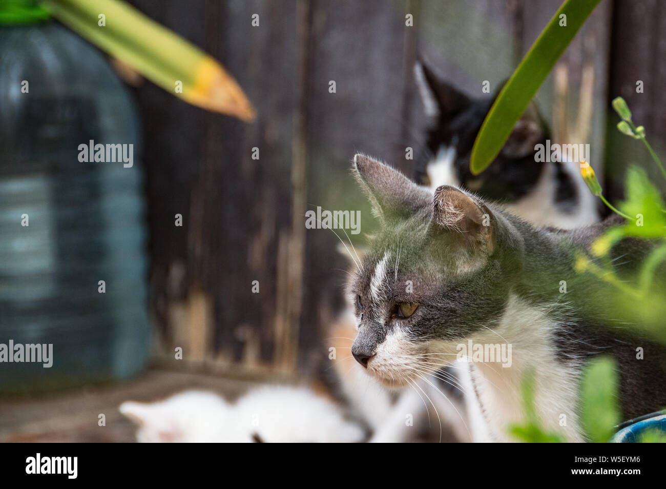 Swamp cats hi-res stock photography and images - Alamy