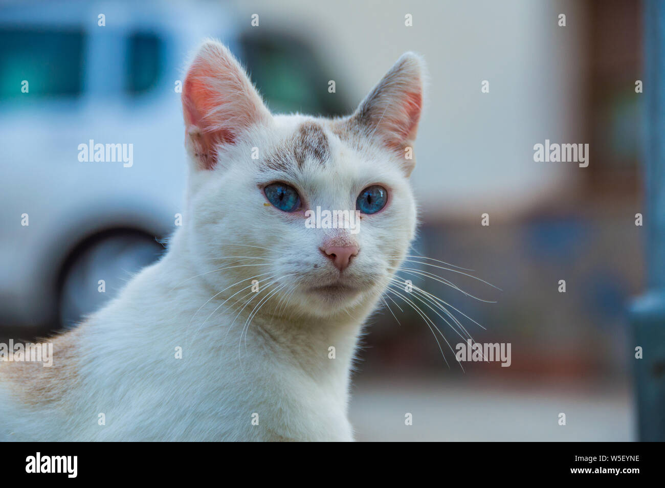 Swamp cats hi-res stock photography and images - Alamy