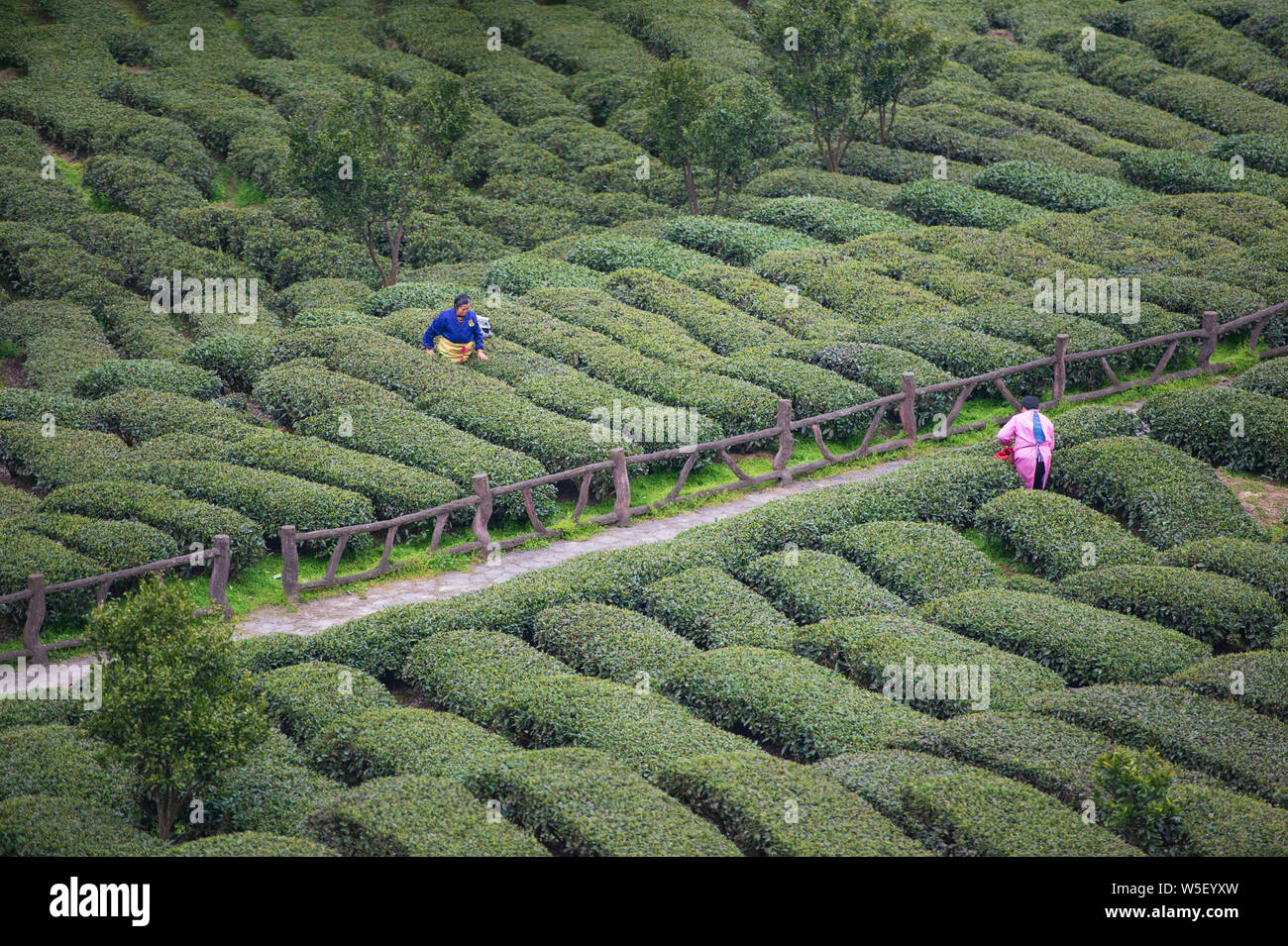 Maoping tea hi-res stock photography and images - Alamy