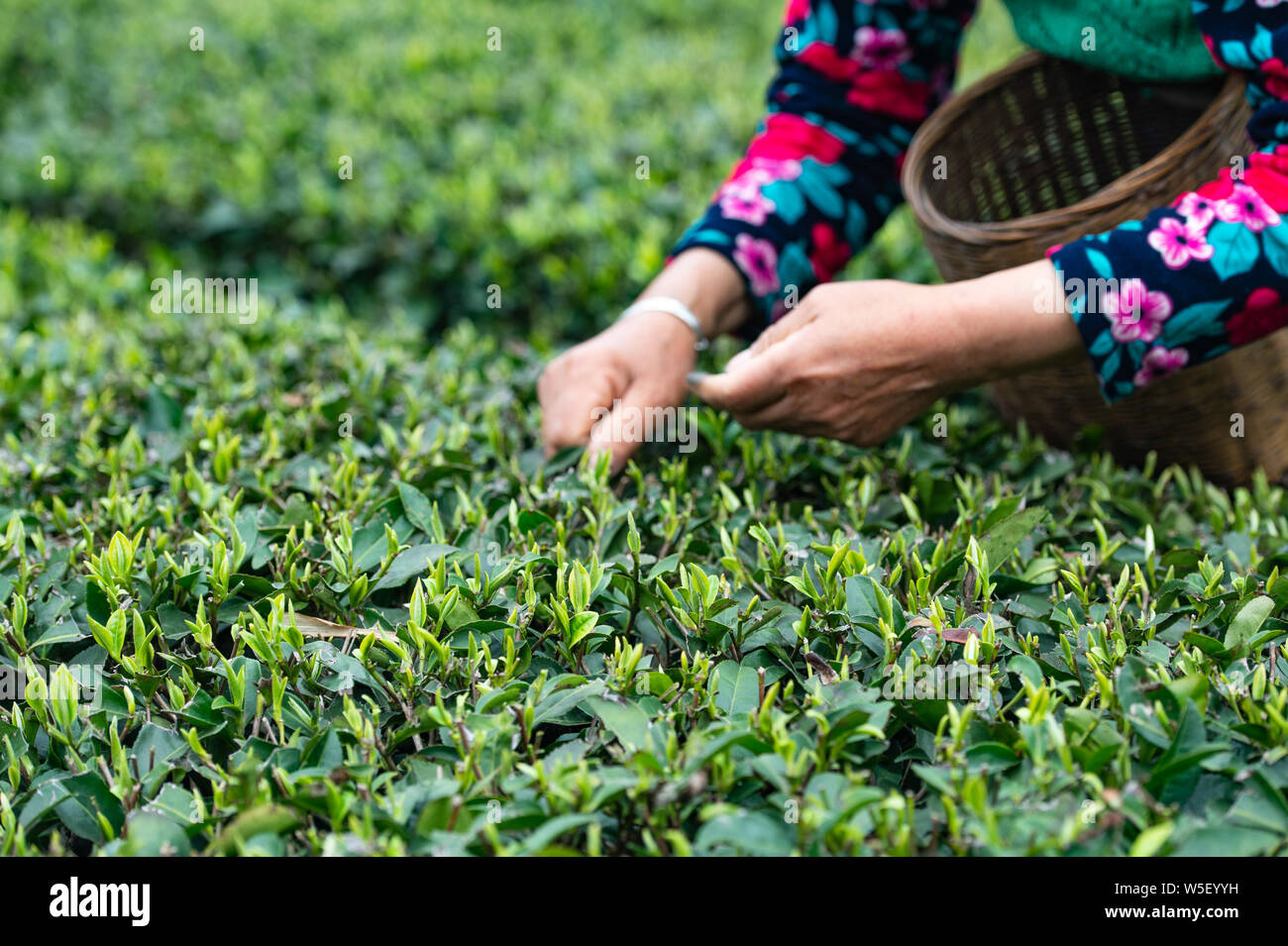 Maoping tea hi-res stock photography and images - Alamy