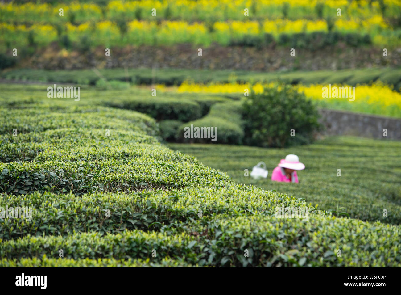 A Chinese farmer harvests tea leaves at a tea plantation in Zhongbazi ...