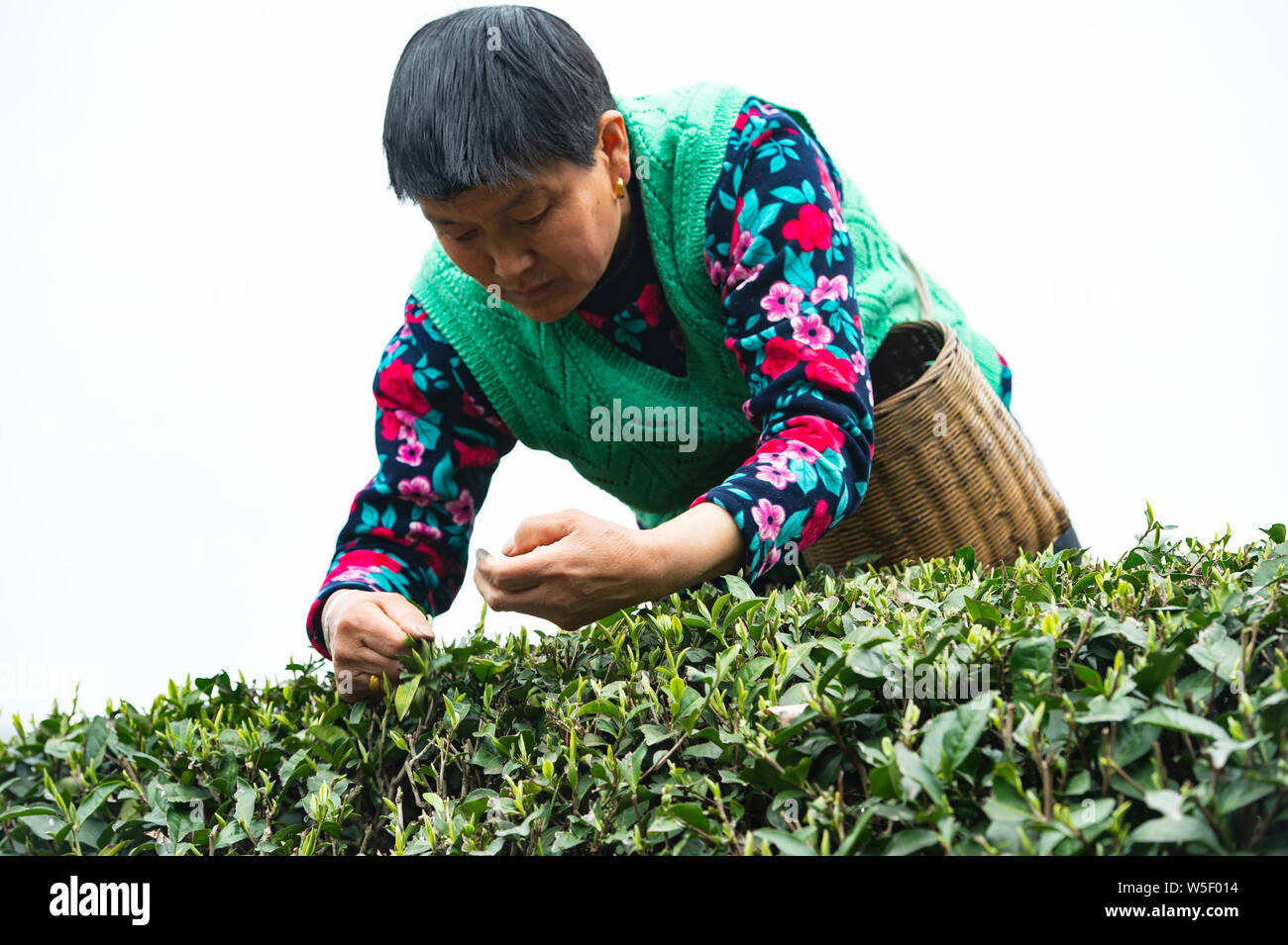 A Chinese farmer harvests tea leaves at a tea plantation in Zhongbazi ...