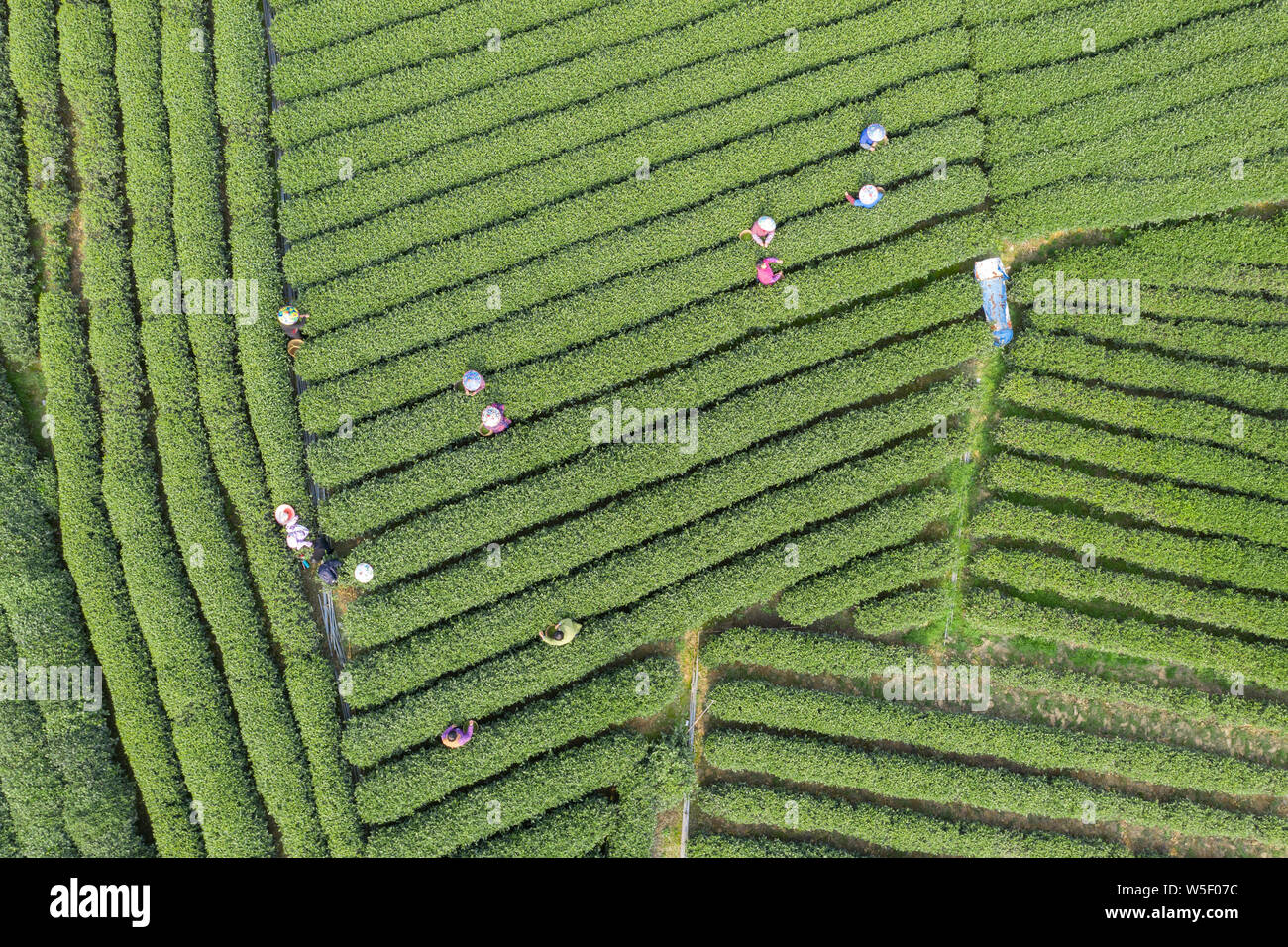 In this aerial view, Chinese farmers harvest Longjing tea leaves at a ...