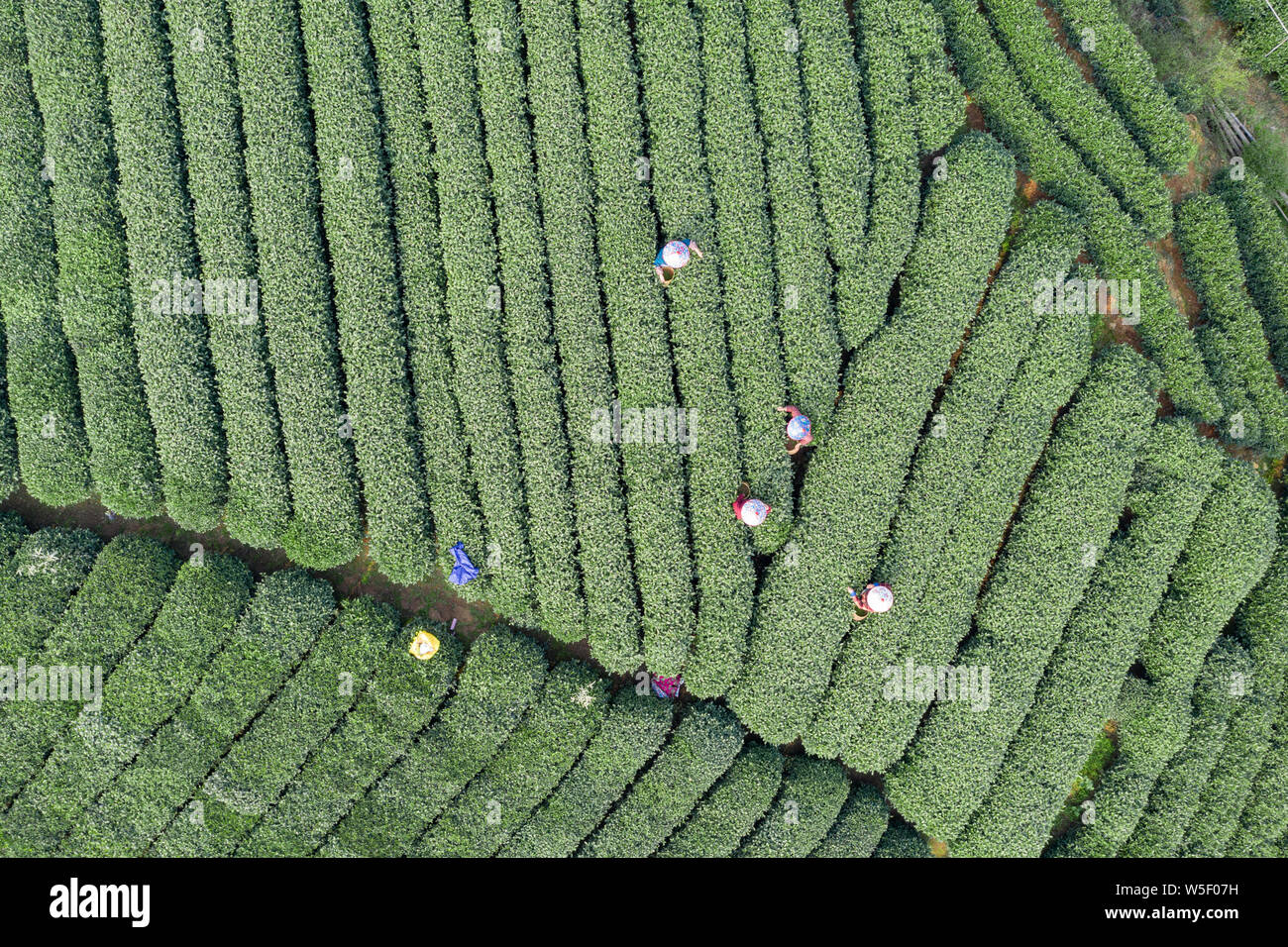 In this aerial view, Chinese farmers harvest Longjing tea leaves at a ...