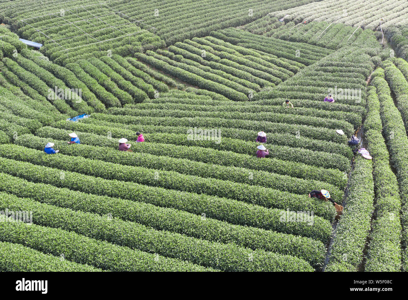 In this aerial view, Chinese farmers harvest Longjing tea leaves at a ...