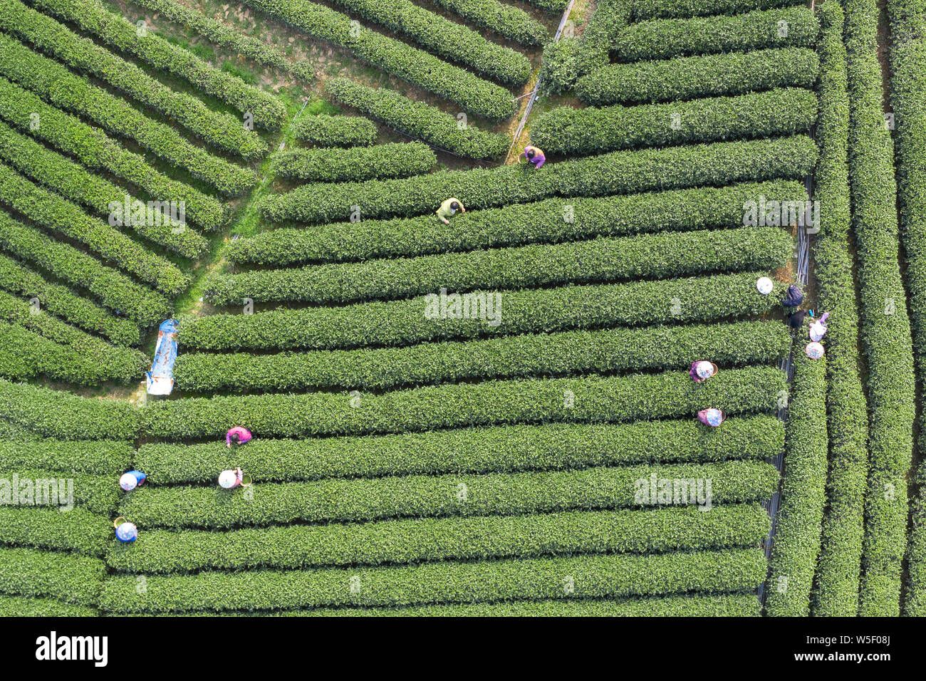 In this aerial view, Chinese farmers harvest Longjing tea leaves at a ...