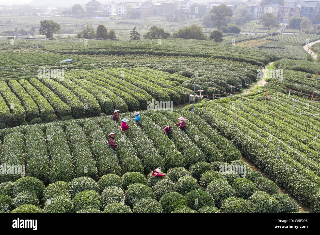 Chinese farmers harvest Longjing tea leaves at a tea plantation in ...