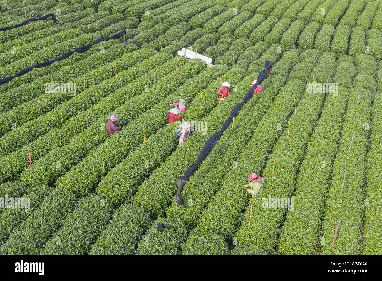 In this aerial view, Chinese farmers harvest Longjing tea leaves at a ...