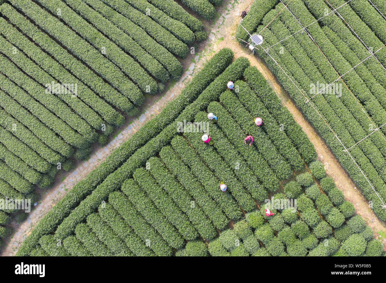 In this aerial view, Chinese farmers harvest Longjing tea leaves at a ...
