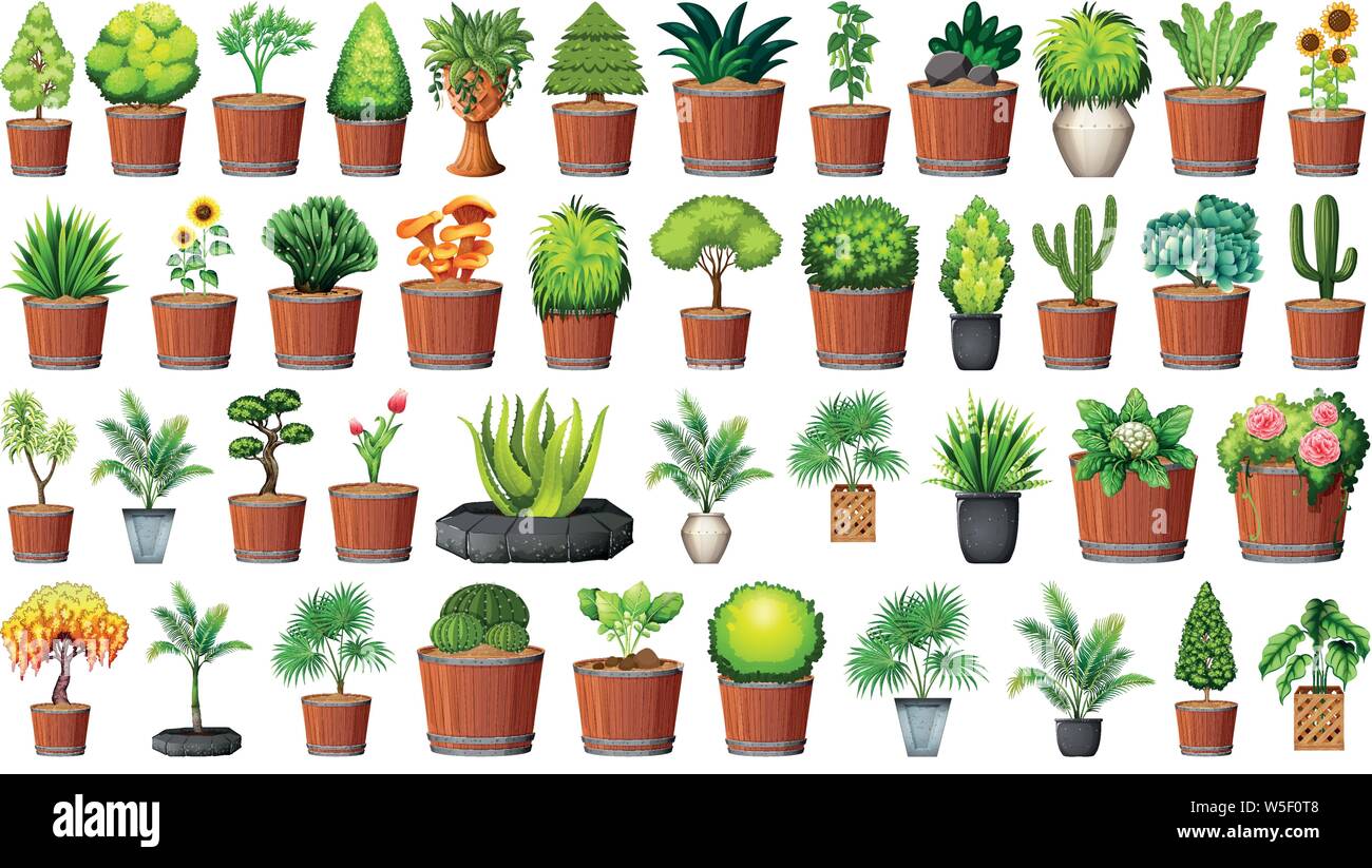 Collection of potted plants on white illustration Stock Vector Image ...