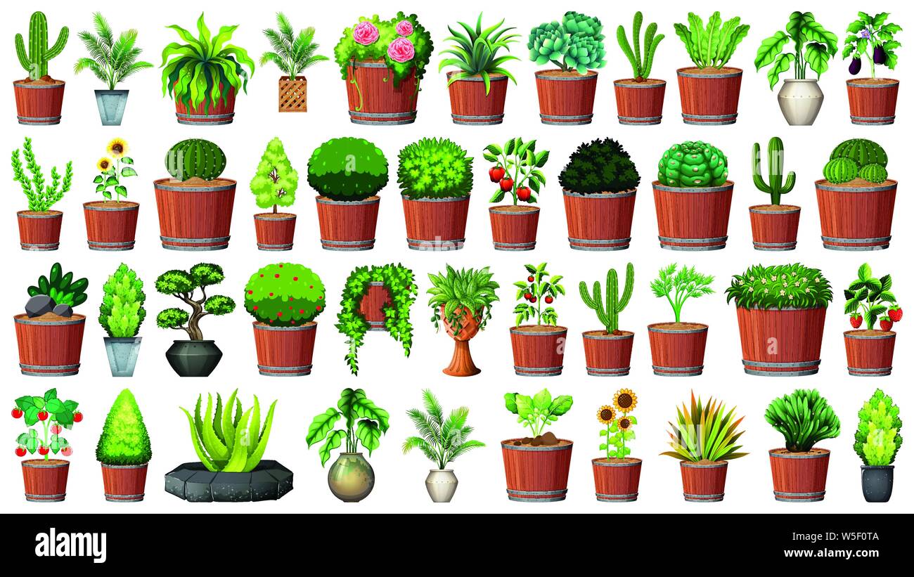 Collection of potted plants on white illustration Stock Vector Image ...