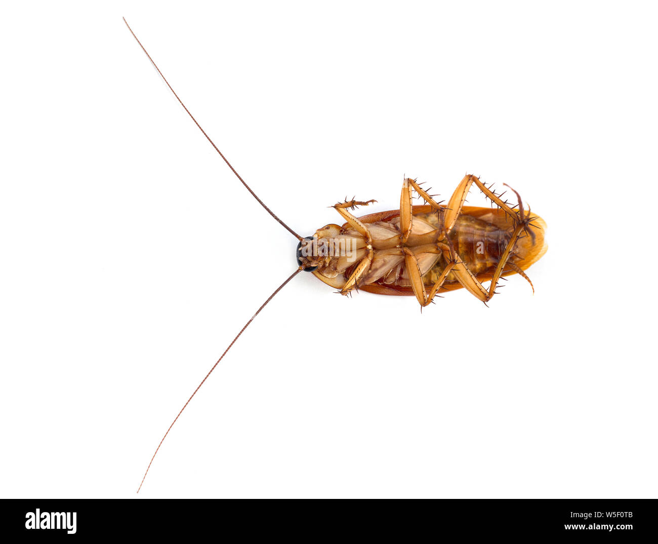 Cockroach on white background Stock Photo - Alamy