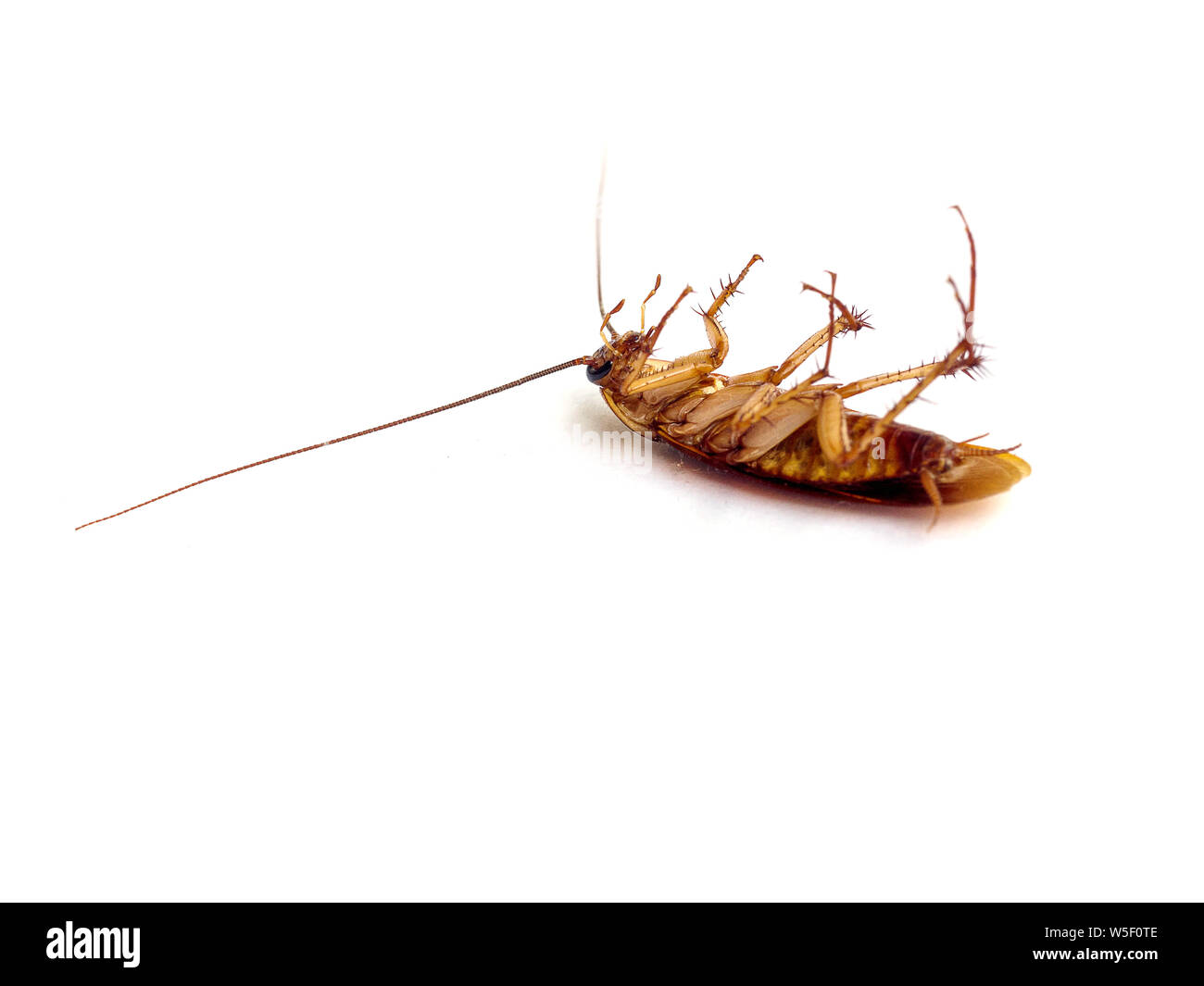 Dead Roach High Resolution Stock Photography and Images - Alamy