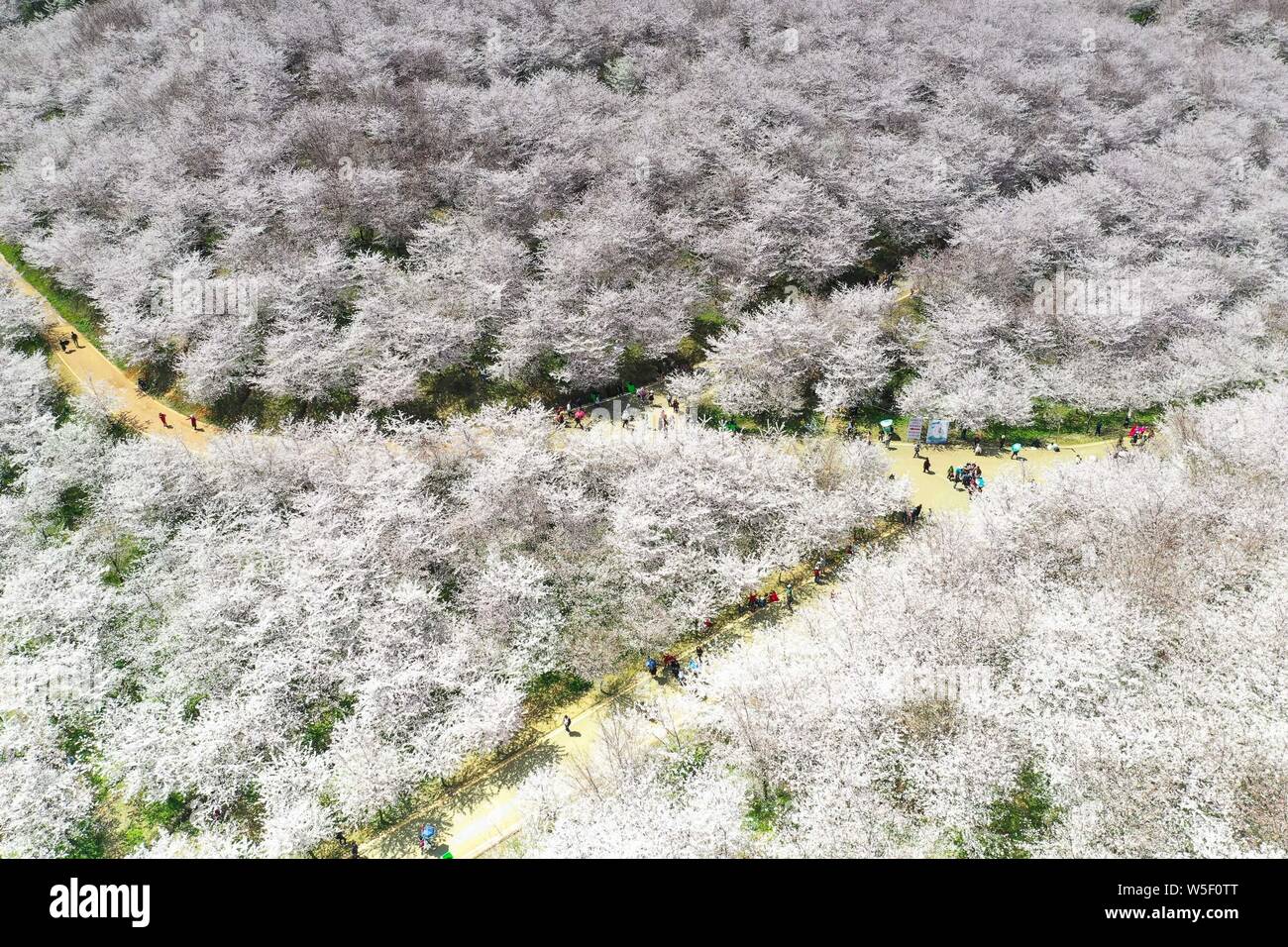 Landscape of cherry blossoms in full bloom at a flower farm in Qingzhen ...