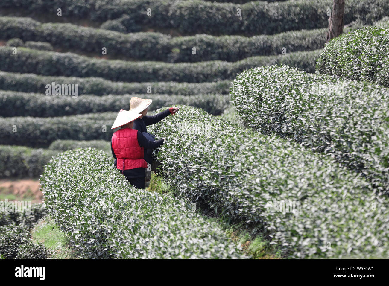 Chinese farmers harvest Longjing tea leaves at a tea plantation in ...