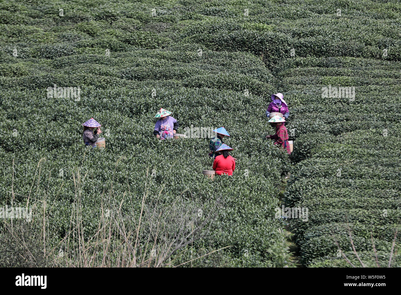 Chinese farmers harvest Longjing tea leaves at a tea plantation in ...