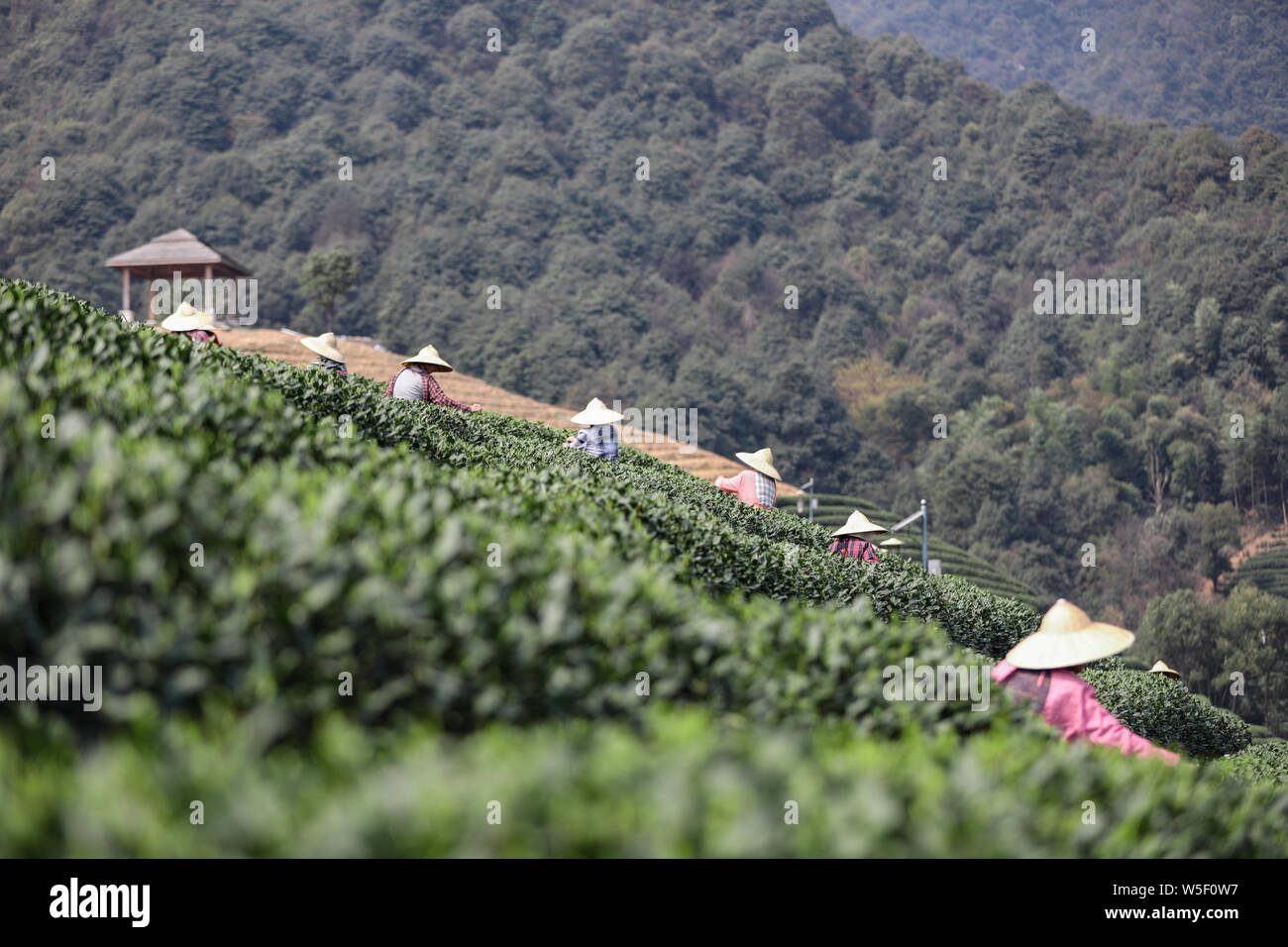 Chinese farmers harvest Longjing tea leaves at a tea plantation in ...