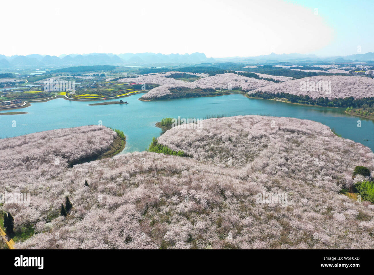 Landscape of cherry blossoms in full bloom at a flower farm in Qingzhen ...