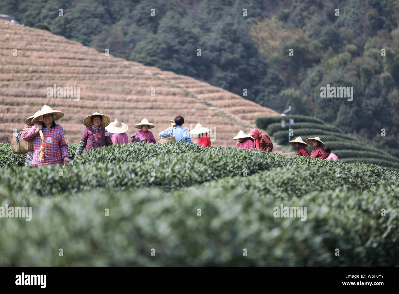Chinese farmers harvest Longjing tea leaves at a tea plantation in ...