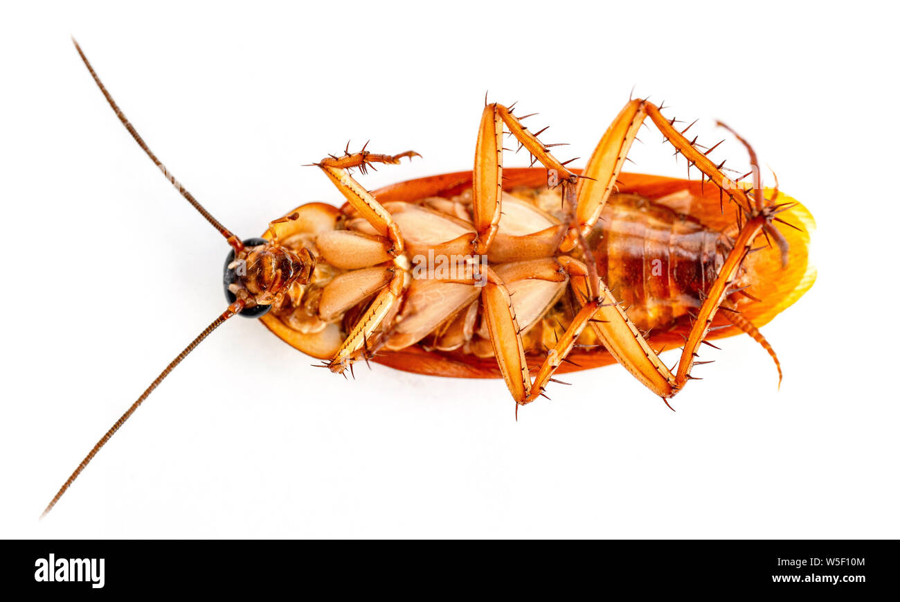Dead cockroaches isolated on white background. Animals with germs and ...