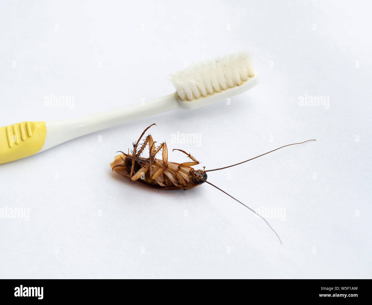 Dead cockroaches along the toothbrush on white background, cockroaches ...