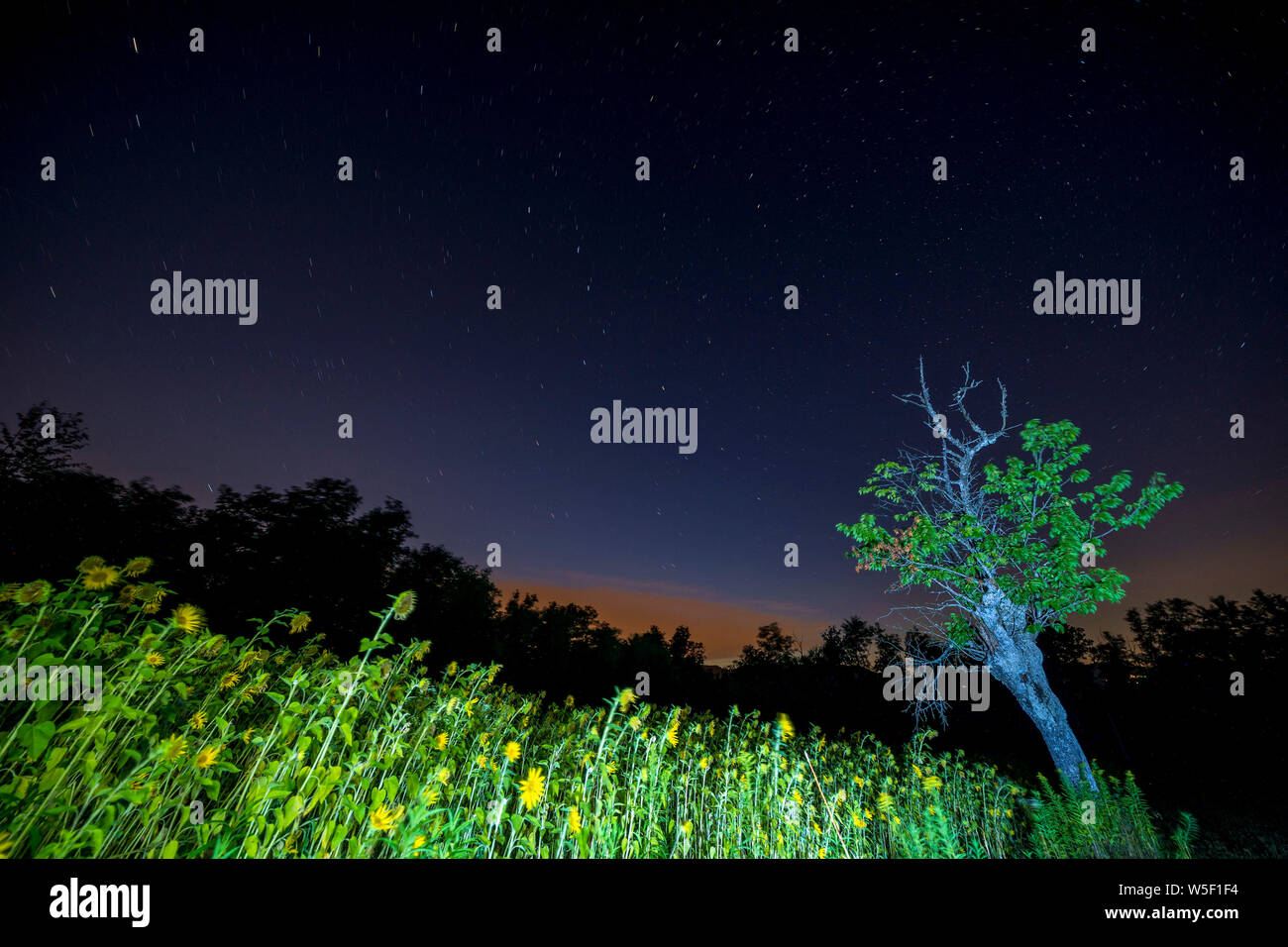 Sunflower field at star night landscape Stock Photo - Alamy