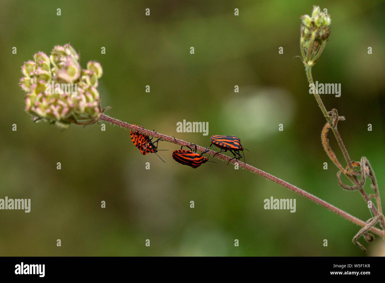 Exotic flower beetle hi-res stock photography and images - Alamy