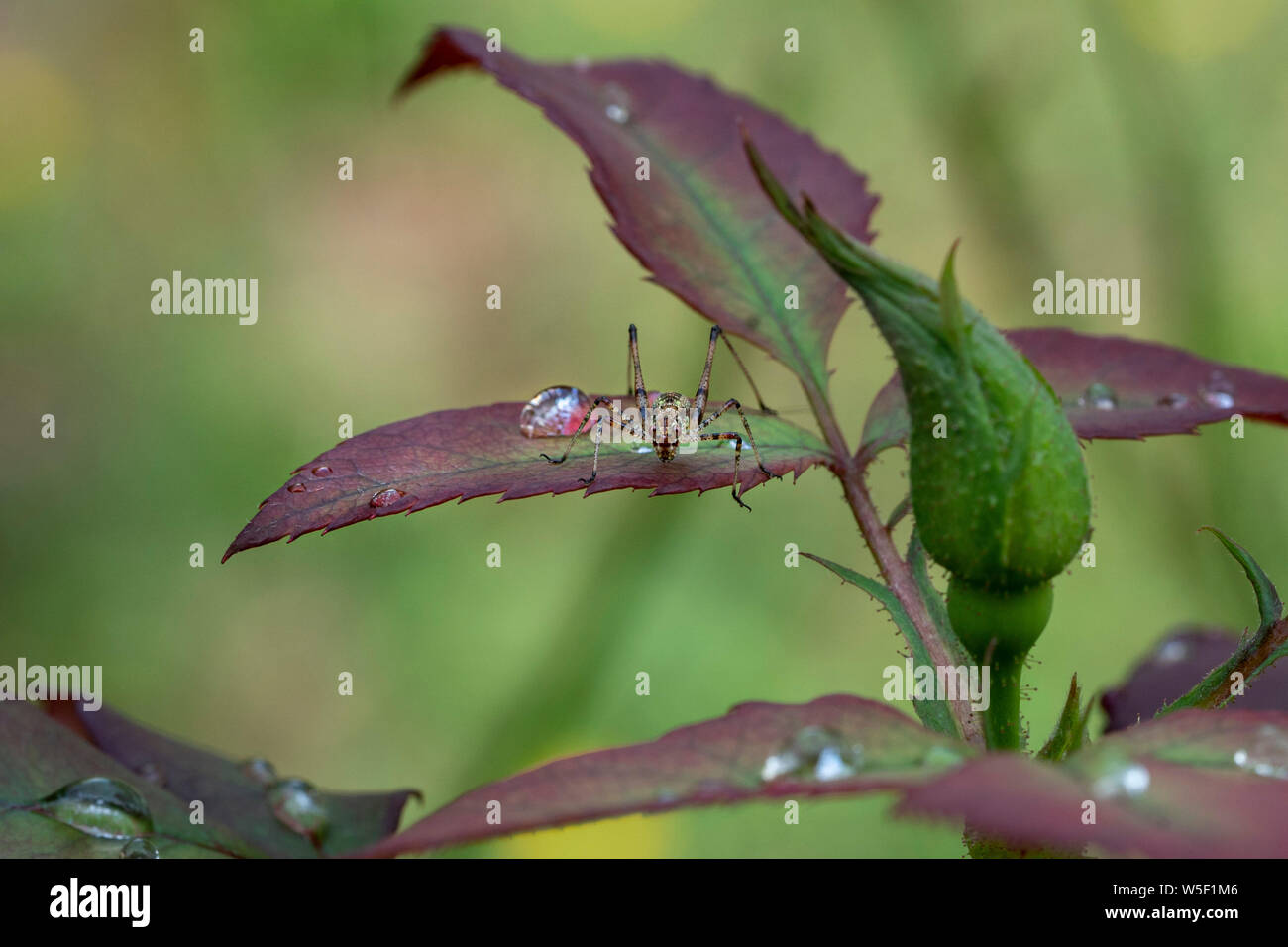 Nymph field cricket hi-res stock photography and images - Alamy