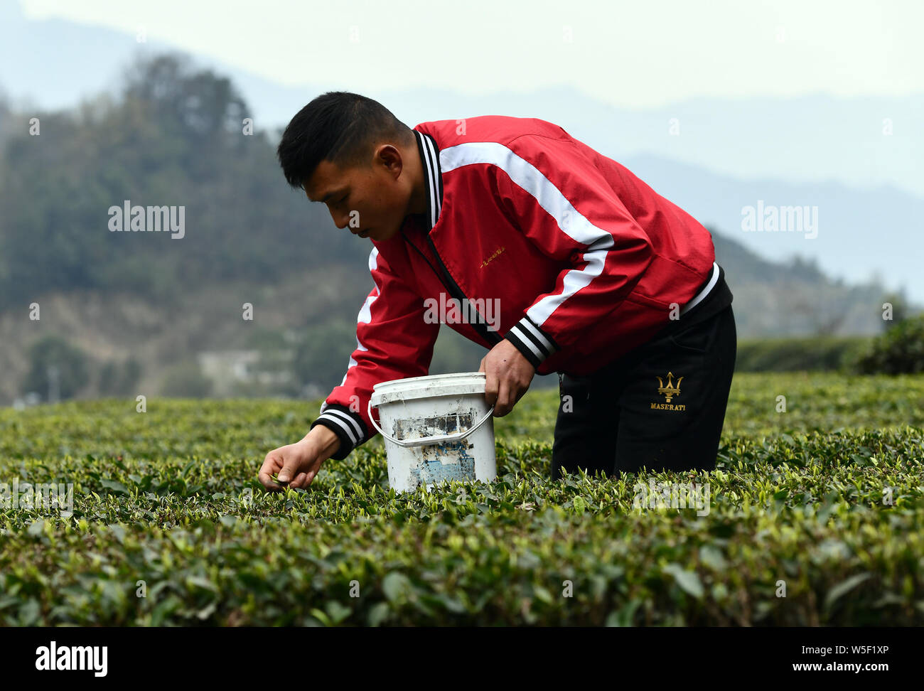 A Chinese farmer harvests tea leaves at a tea plantation in Maoping ...