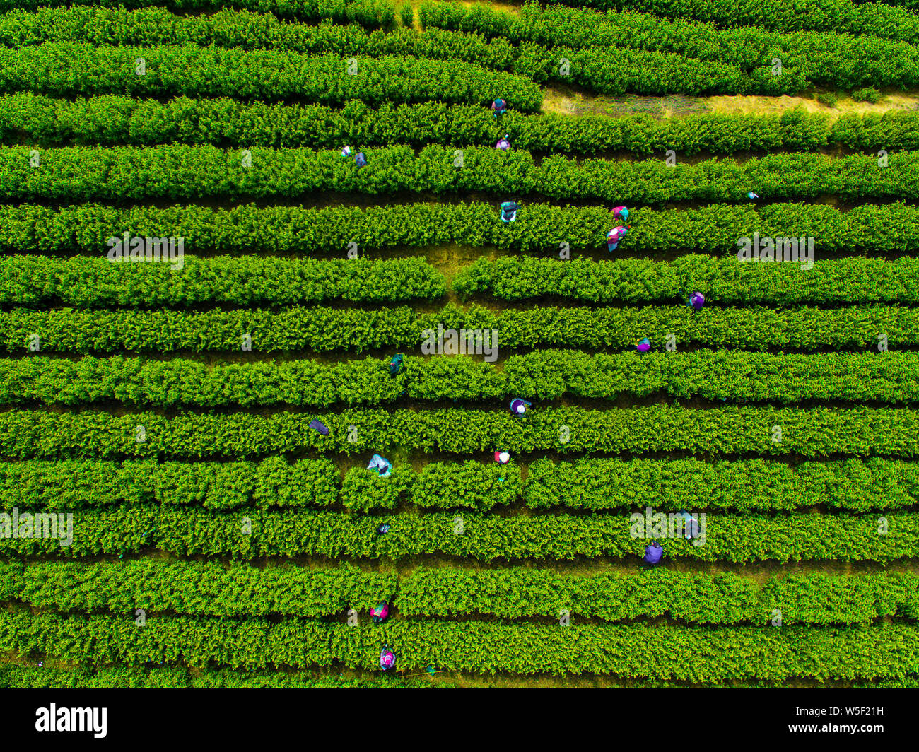Aerial view of Chinese farmers picking spring tea leaves at a tea ...