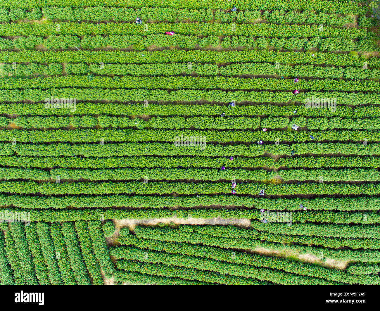 Aerial view of Chinese farmers picking spring tea leaves at a tea ...