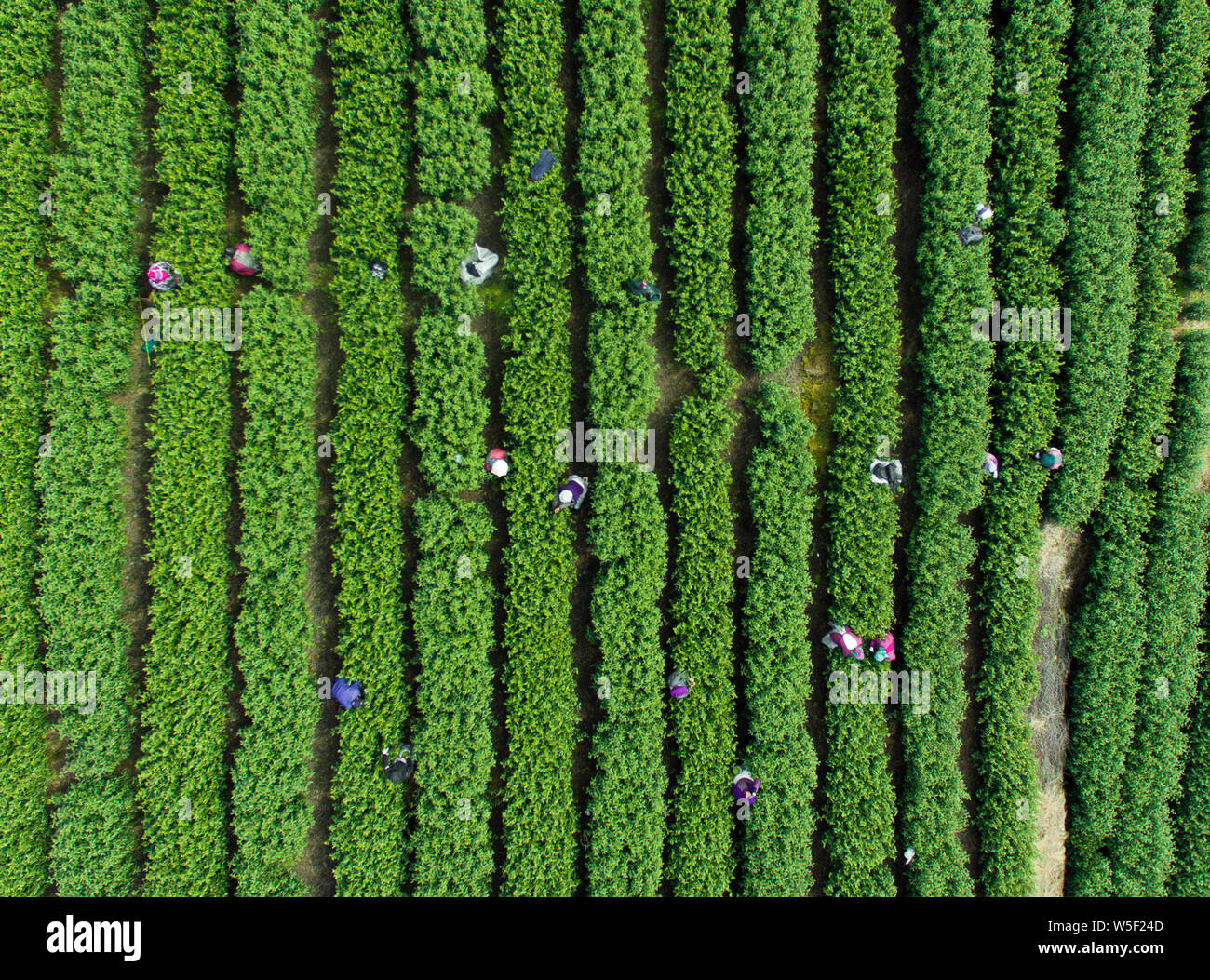 Aerial view of Chinese farmers picking spring tea leaves at a tea ...