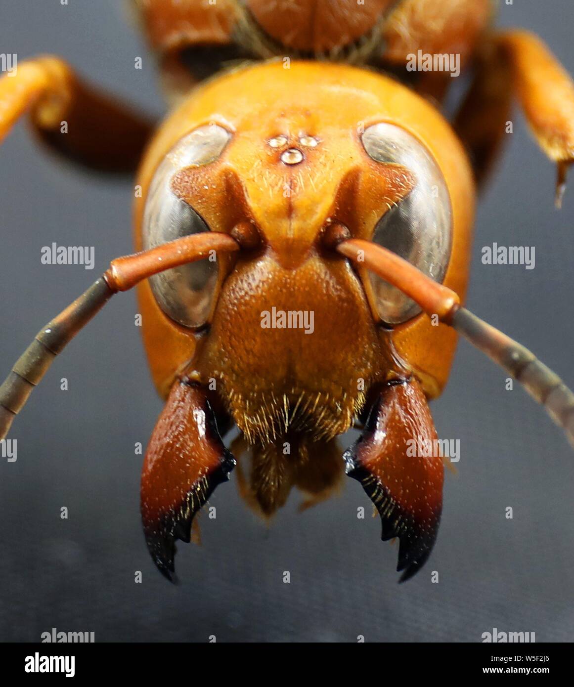 A scientist shows the world's largest hornet newly discovered by ...